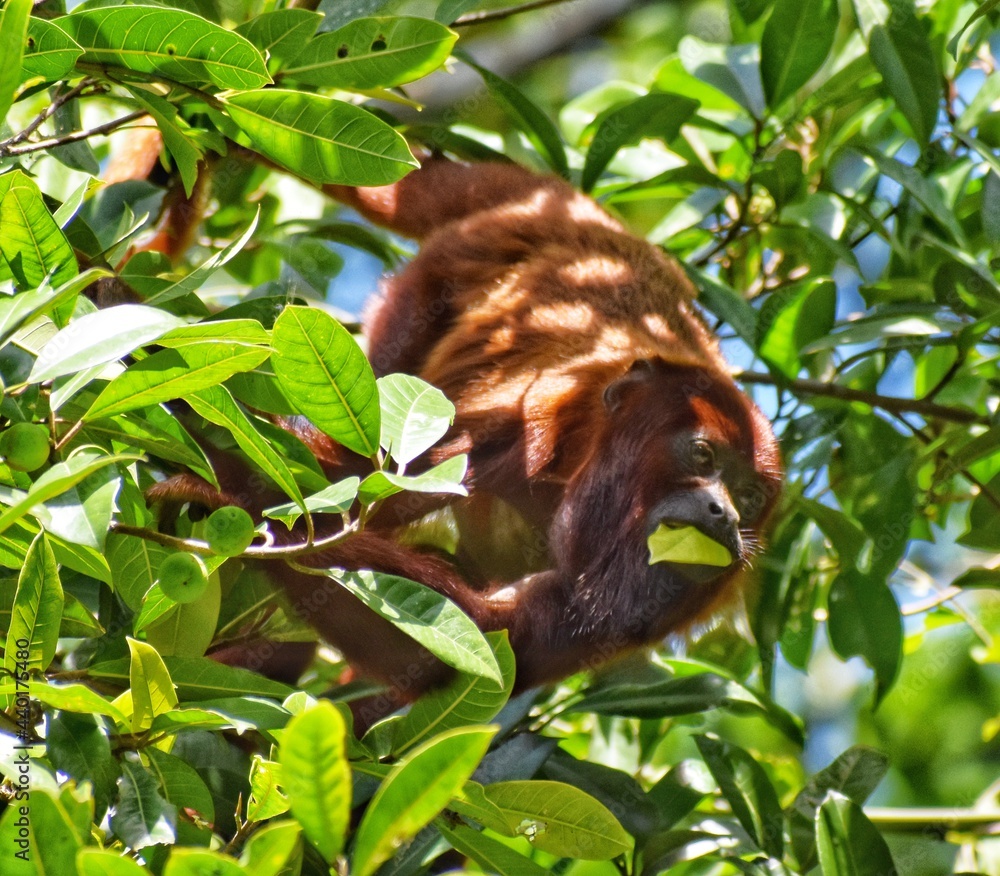 Fotografie A red howler monkey eating leaves from a fruit tree in the ...