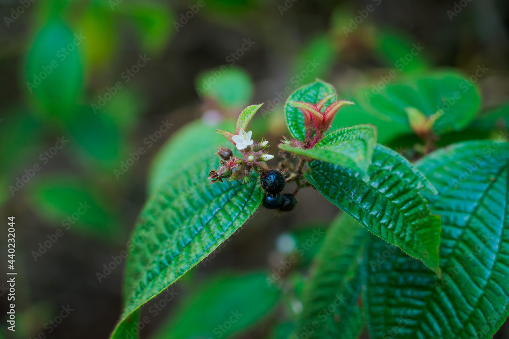 Clidemia hirta, commonly called soapbush or Koster's curse, is a ...