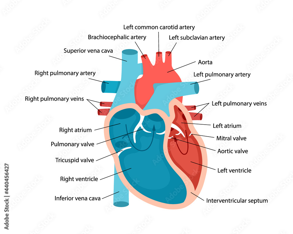 Heart anatomy close-up with descriptions. Educational diagram with ...