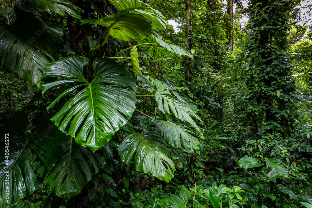 Panama Rainforest. Exotic Landscape. Natural Tropical Forest Atmosphere ...