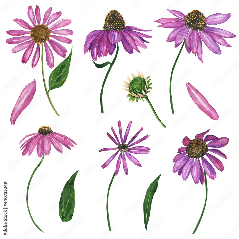 Big set of Echinacea flowers isolated on white background. Watercolor ...