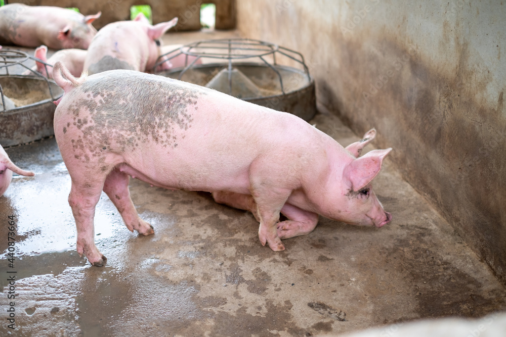 Pig farm in swine business in tidy and clean indoor housing farm, with ...