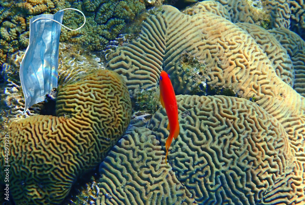 Discarded protection mask hooked on coral reefs in the Red Sea ...