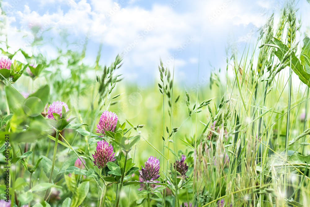 Blooming clover in spring, summer background with wildflowers of clover ...