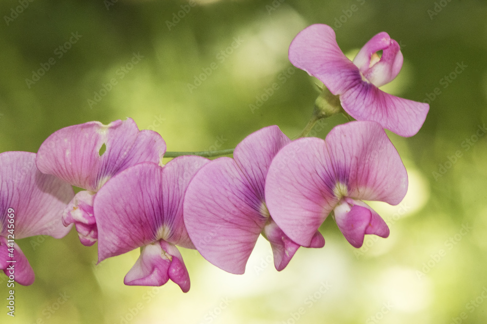 Lathyrus latifolius Perennial pea climbing plant of the Leguminosae ...