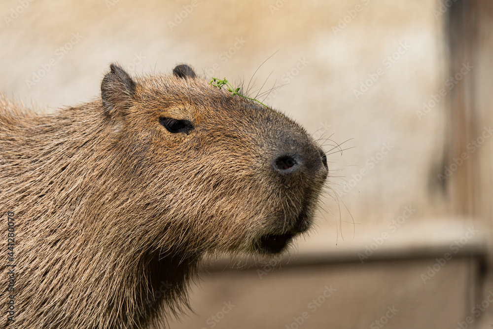 Photo Stock The capybara (Hydrochoerus hydrochaeris) is a giant cavy ...