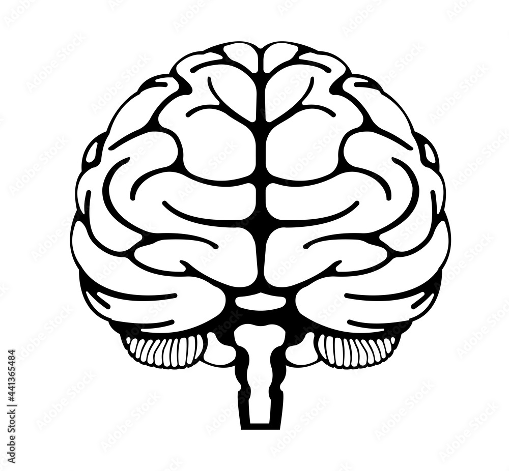 Vector illustration of human brain ( front view) Stock Vector | Adobe Stock