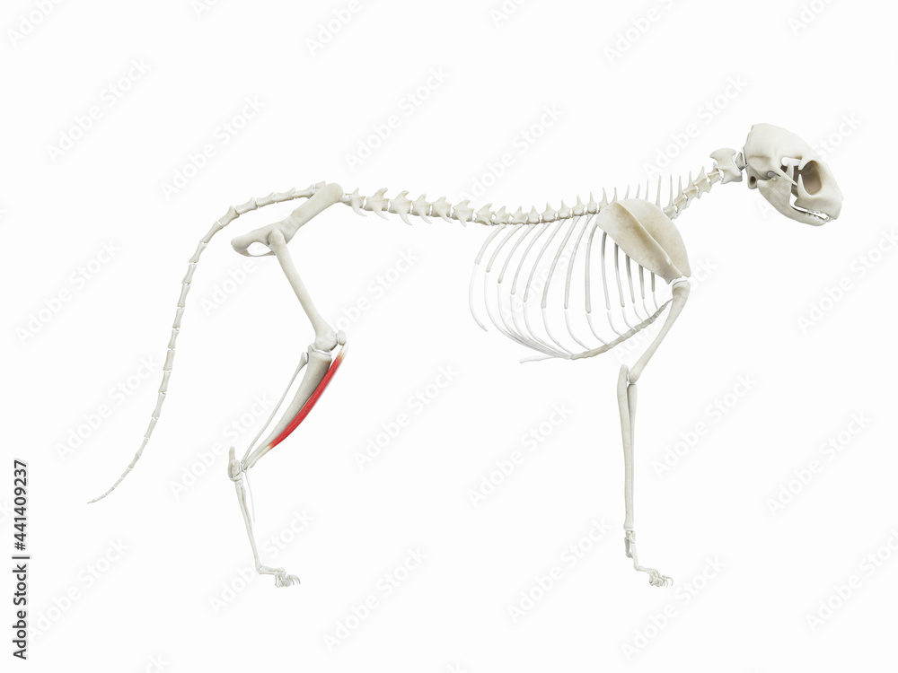 3d rendered illustration of the cats muscle anatomy - extensor ...