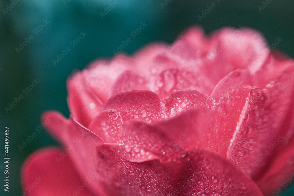 Rosa rosa con rocío del amanecer pequeñas gotas de agua macro ...