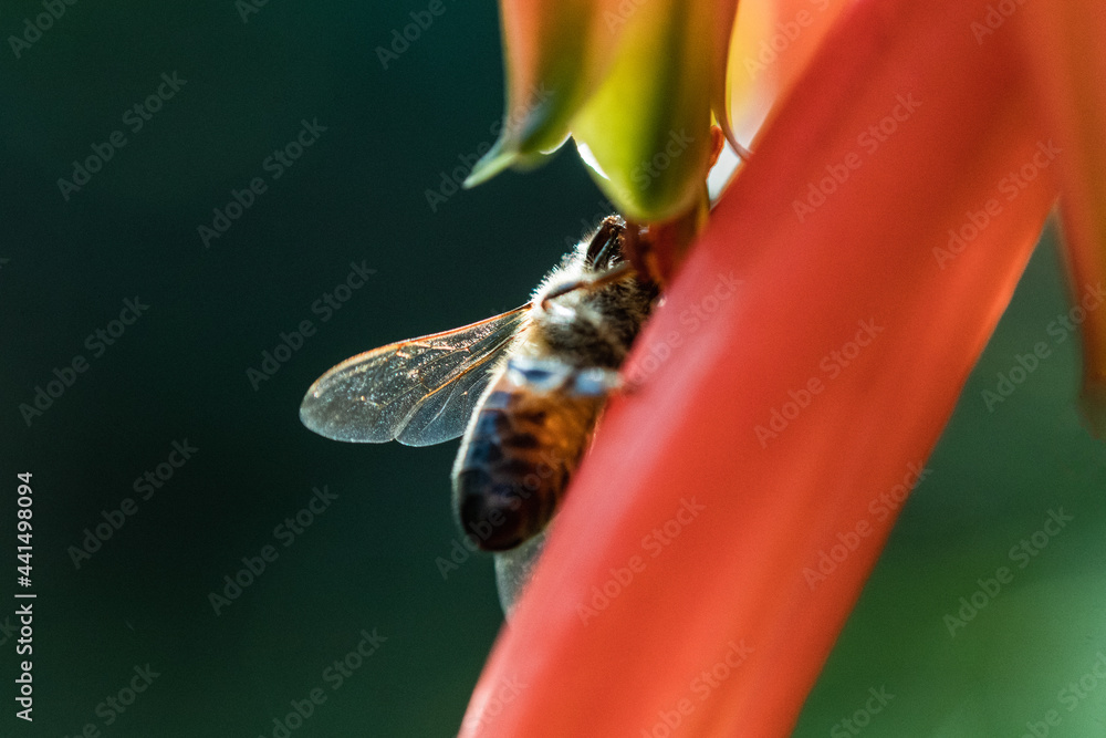 Abeja en flores abeja volando en flores de aloe naranjas polinizando ...