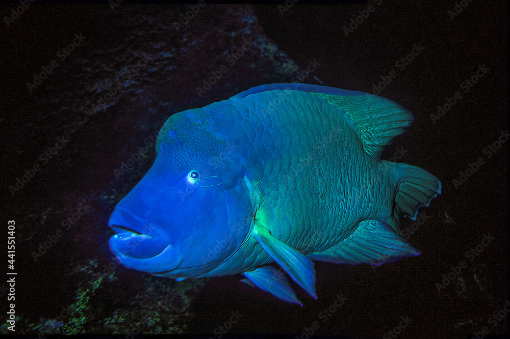 "Napoleon Fish" is a species of wrasse and can called "Humphead wrasse ...