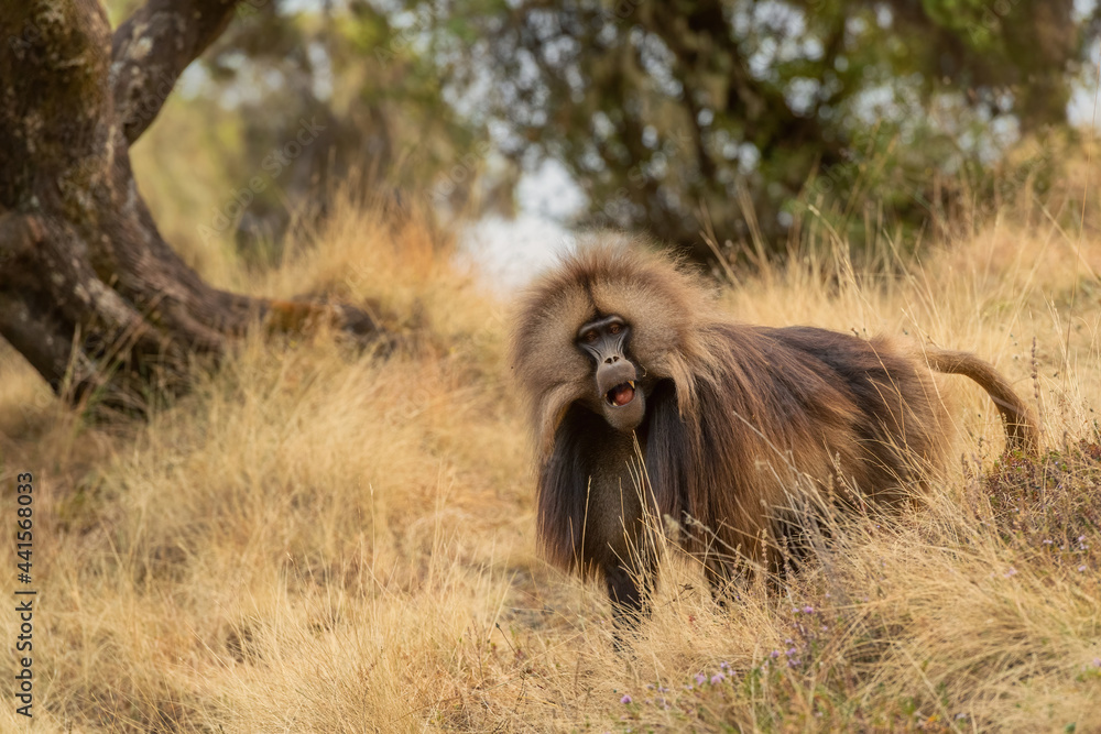 Gelada Baboon - Theropithecus gelada, beautiful ground primate from ...
