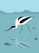 Avocet Bird Free Stock Photo - Public Domain Pictures