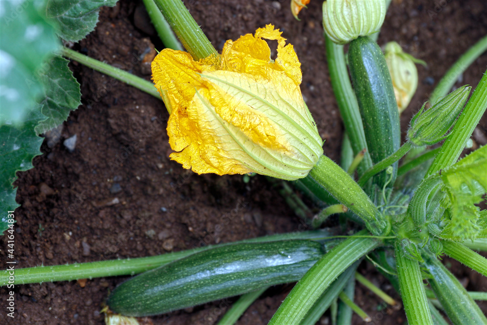 Fleur de courgette et son fruit Stock Photo | Adobe Stock