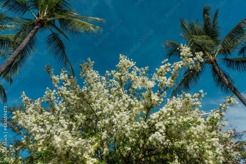 Flowers, Cassia javanica, Java cassia, pink shower, apple blossom tree ...