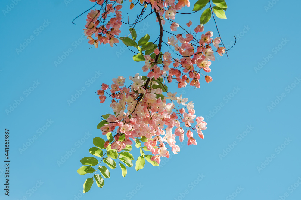 Flowers, Cassia javanica, Java cassia, pink shower, apple blossom tree ...