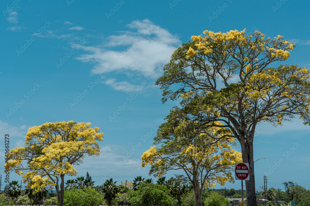 Flower. Tabebuia donnell-smithii (Primavera tree) is one of the yellow ...