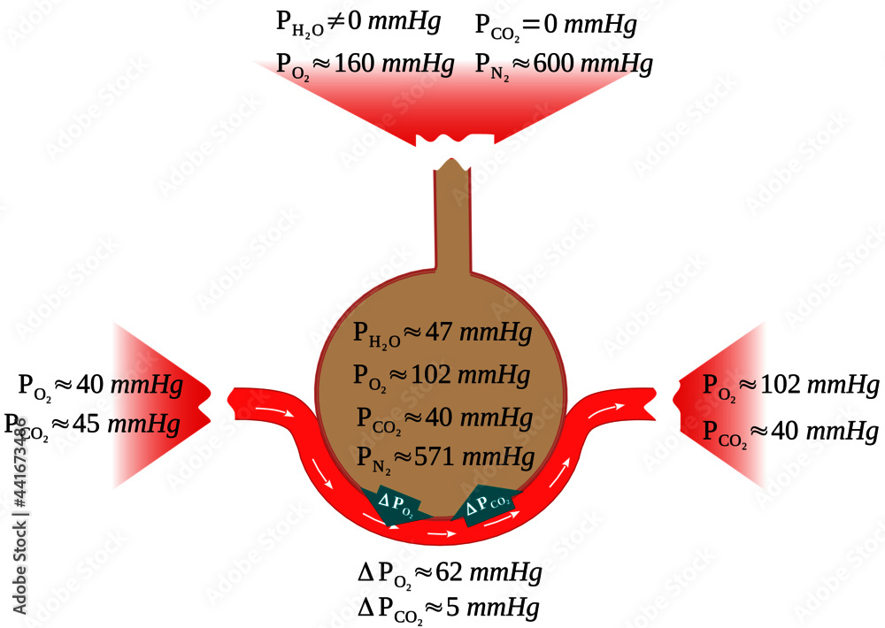 Partial pressures and alveolar partial pressure gradients Stock Vector ...