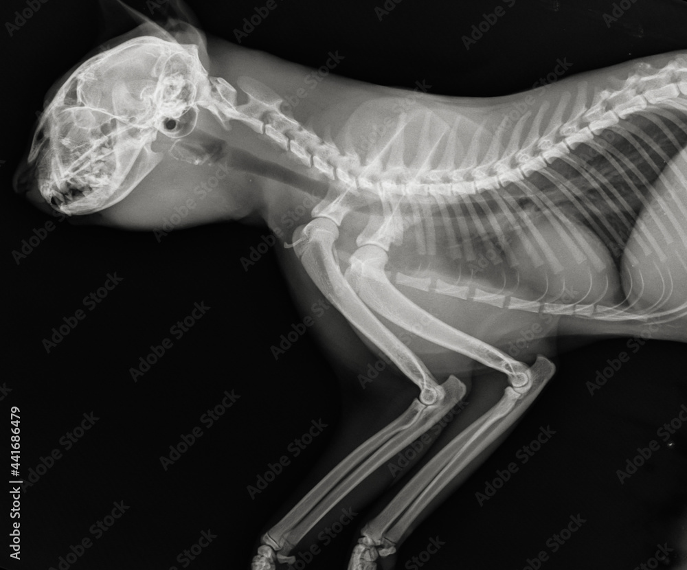 Cat thoracic radiography. Feline head neck and chest x ray. 스톡 사진 ...