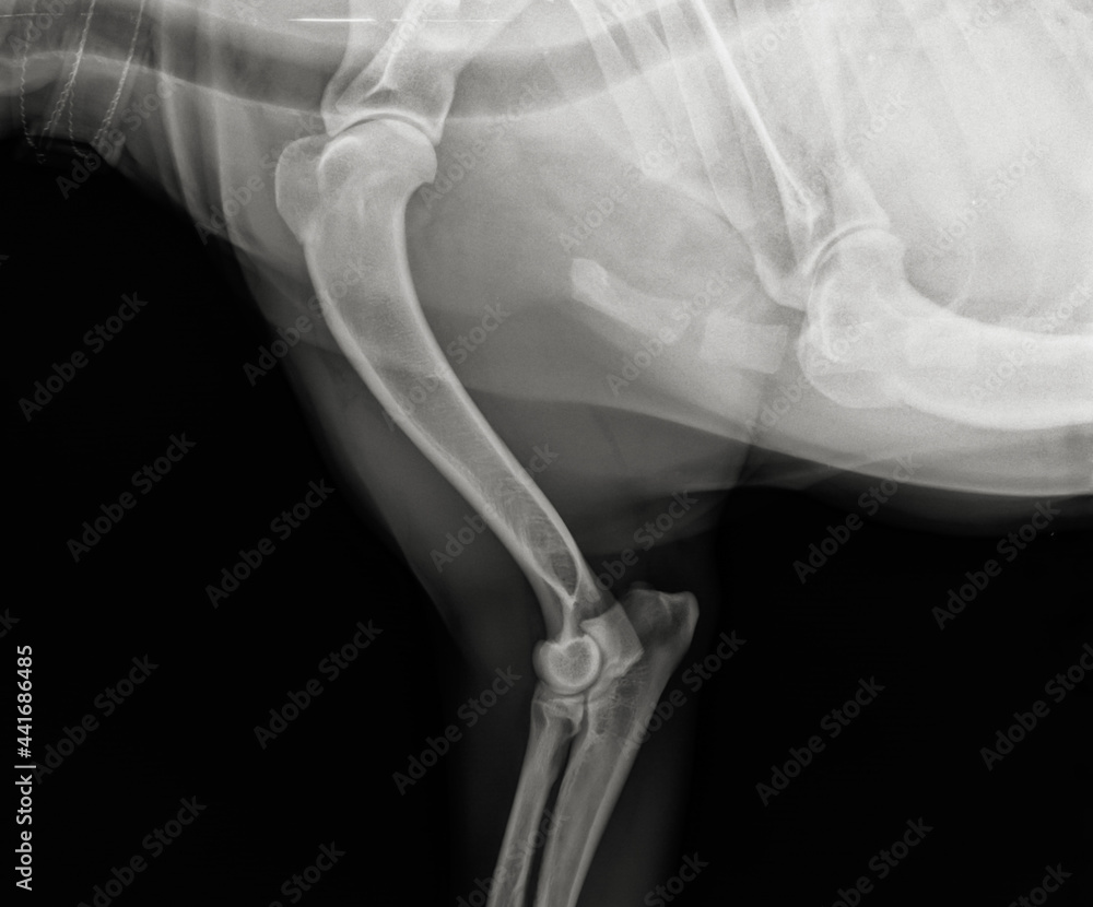 Dog arm x ray Canine humerus radiography Stock Photo | Adobe Stock