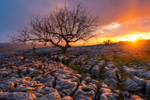 Bare Tree Against Rocks Free Stock Photo - Public Domain Pictures