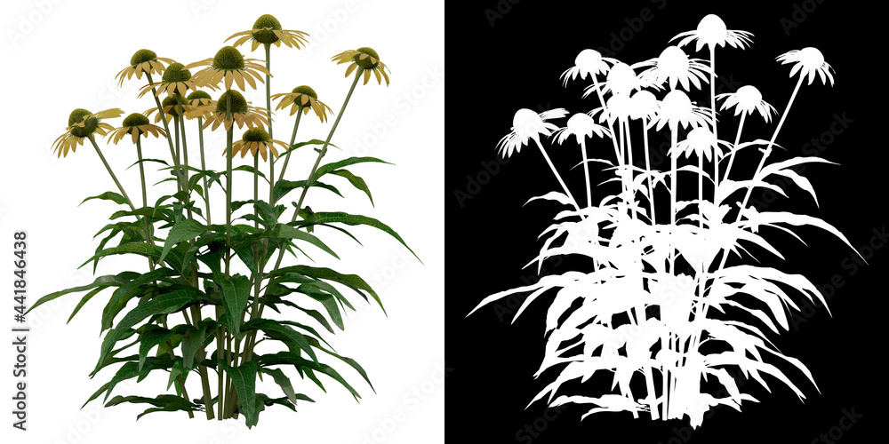 Left view of Echinacea Purpurea Plant PNG with alpha channel to cutout ...