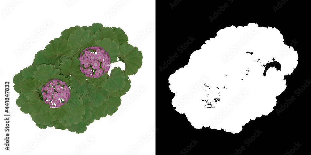 Top view of Pelargonium Hortorum Plant PNG with alpha channel to cutout ...