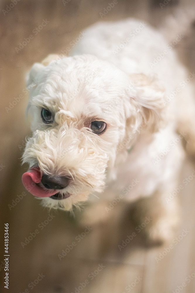 Perro saboreando Stock Photo | Adobe Stock