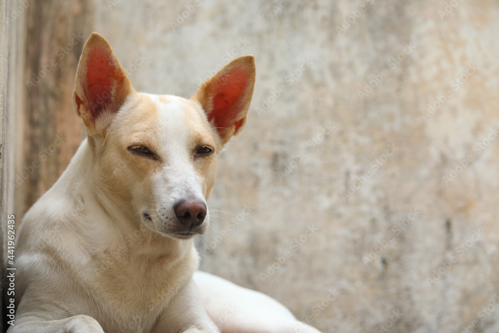 Portrait of Indian breed dog Stock Photo | Adobe Stock