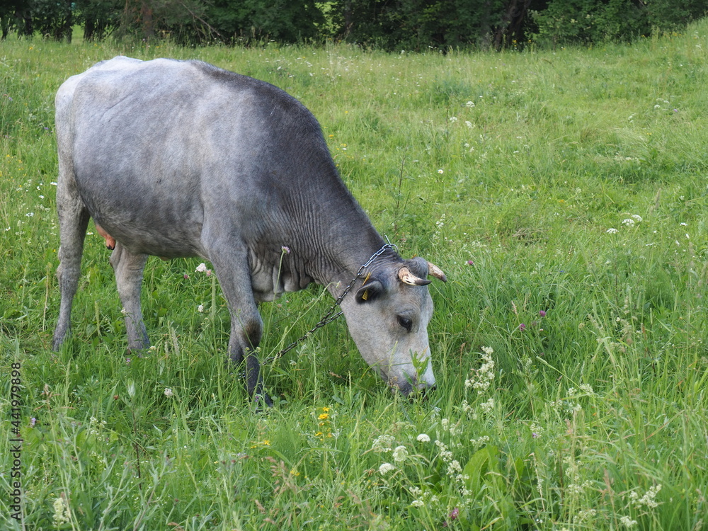 The cow eats grass. Latvian blue cow. A unique breed of cow. Strange ...