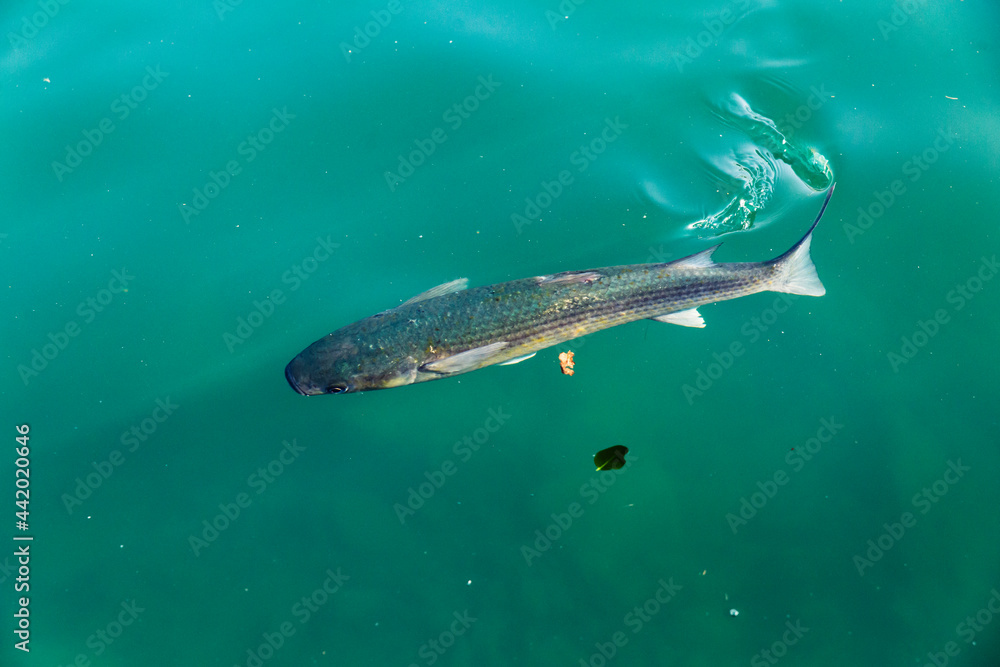 Single flathead mullet fish swimming in murky water with tail leaving ...