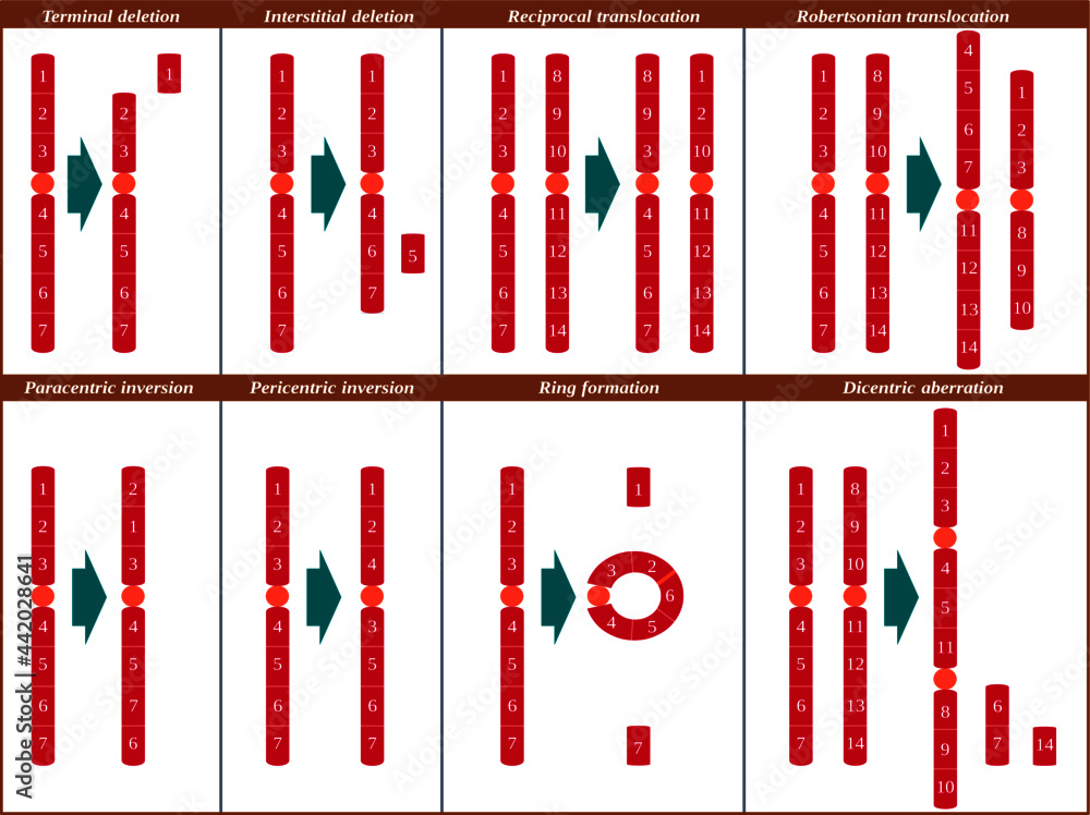 Schematic illustration of common chromosomal aberrations in humans ...