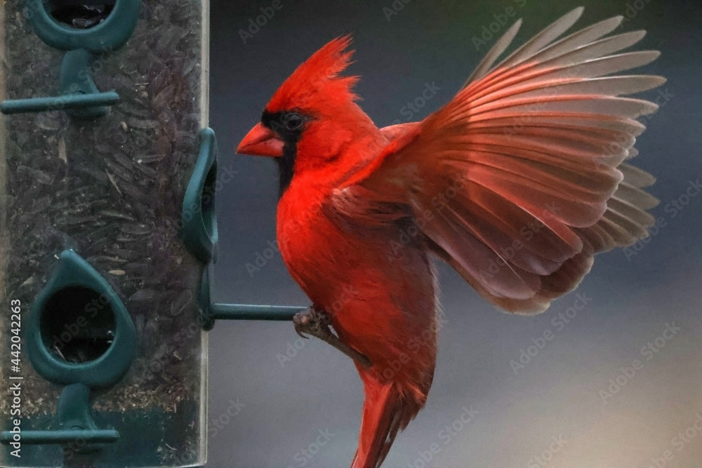 cardinal landing