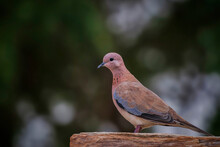 Senegal Laughing Dove Free Stock Photo - Public Domain Pictures
