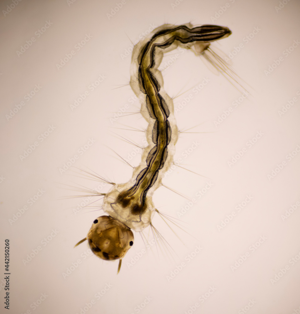 Foto Mosquito larvae in light microscope, Larvae under a microscope. do ...