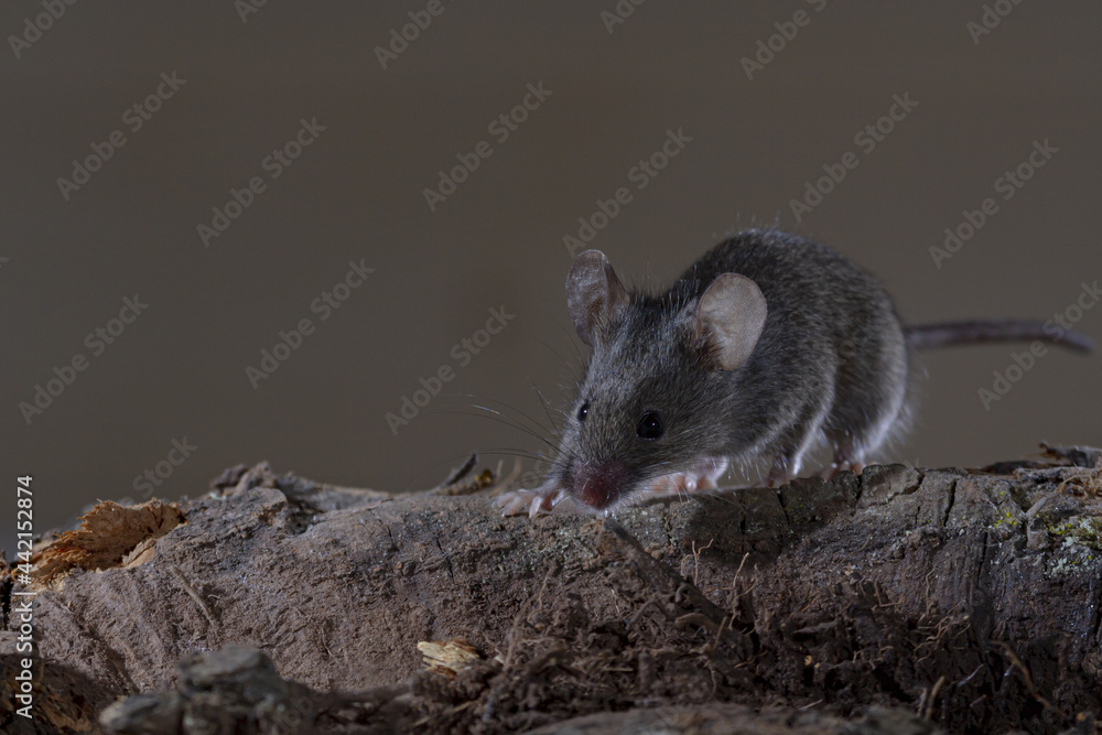 Small wood mouse on tree branch Stock Photo | Adobe Stock