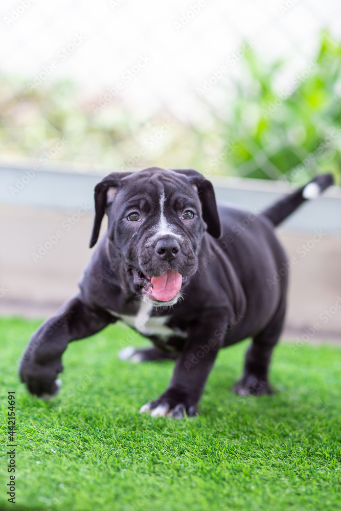 The cute black pit bull, less than 1-month-old, walks freely on ...
