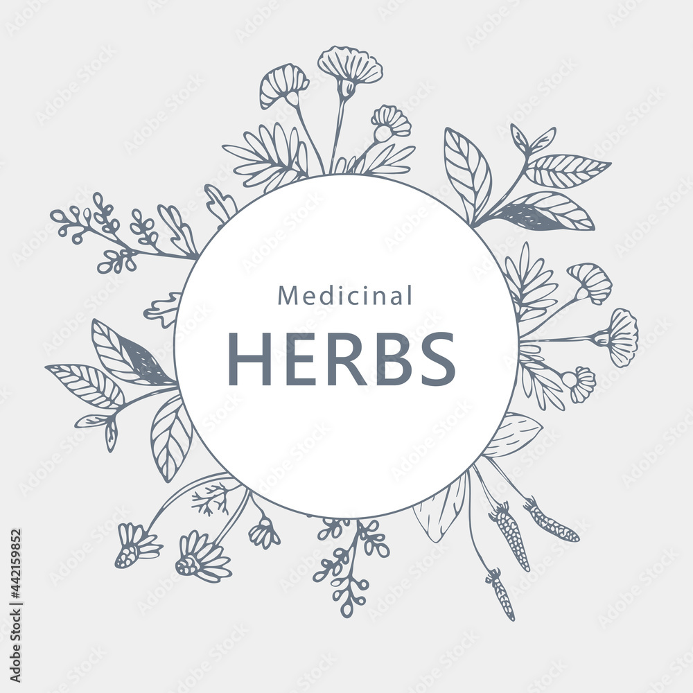 Vintage frame made of medicinal herbs and plants. Banner design from ...