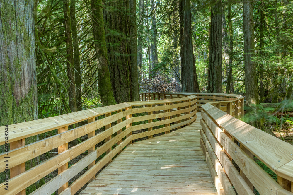 Wooden bridge structure under construction in the middle of an old ...