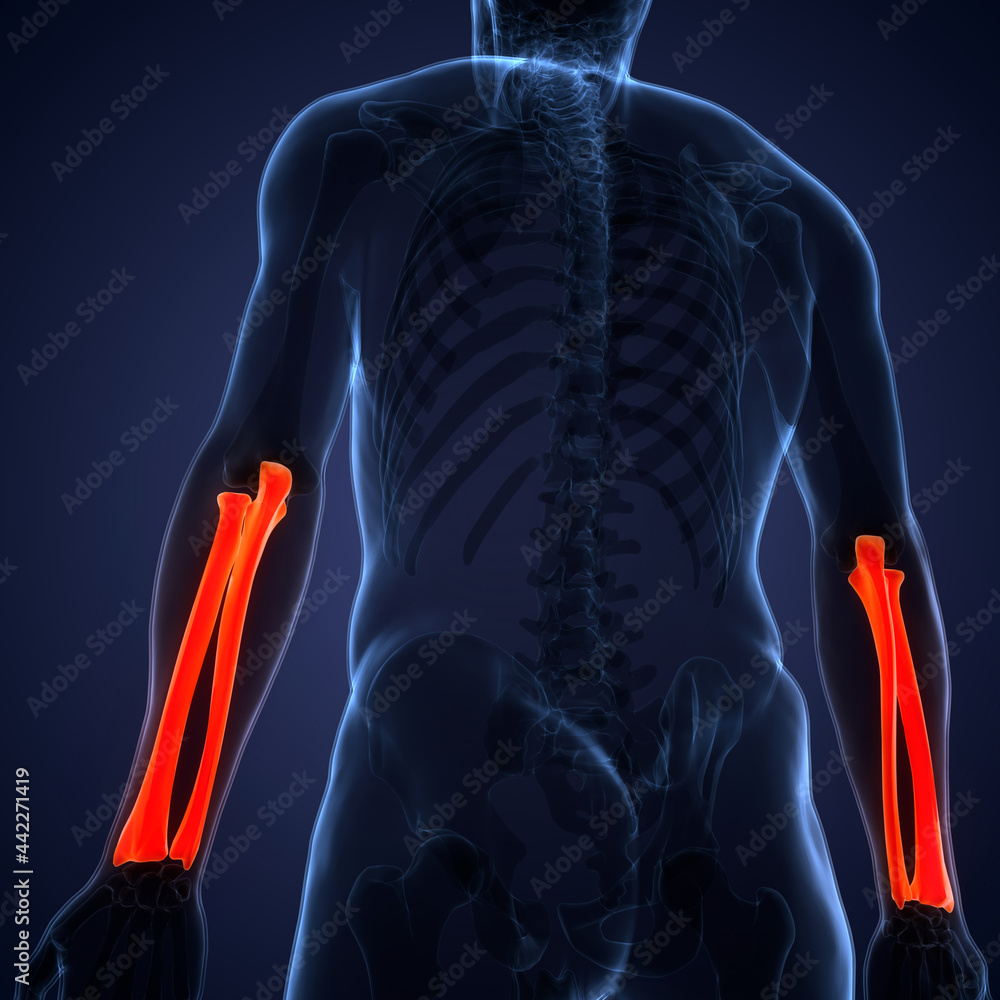 Human Skeleton System Radius and Ulna Bone Joints Anatomy Stock ...
