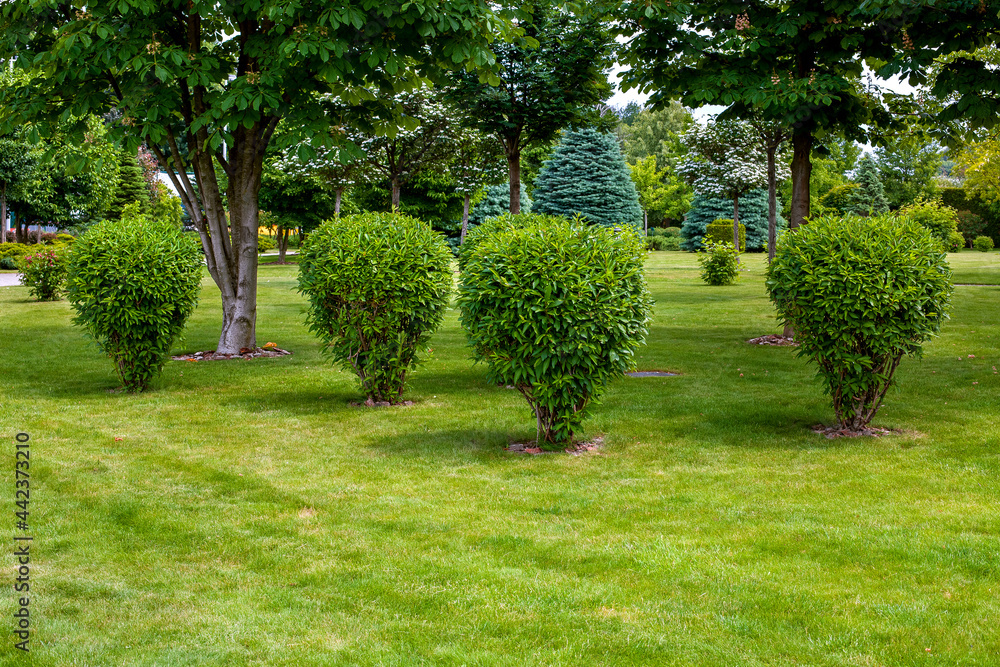 green deciduous bush in backyard garden bed, landscaped park with ...