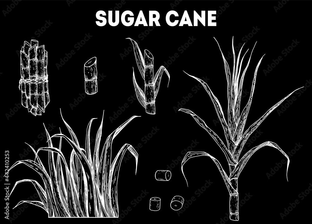 Sugar cane tree hand drawn sketch. Sugarcane plant vector illustration ...