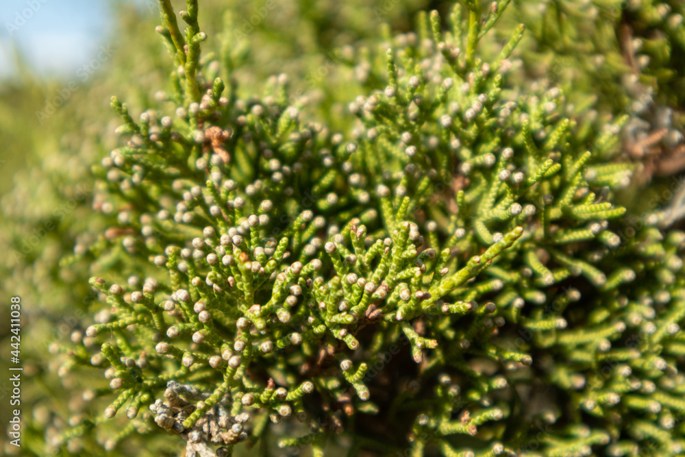 Green Juniperus excelsa, the Greek juniper evergreen tree branch fur ...