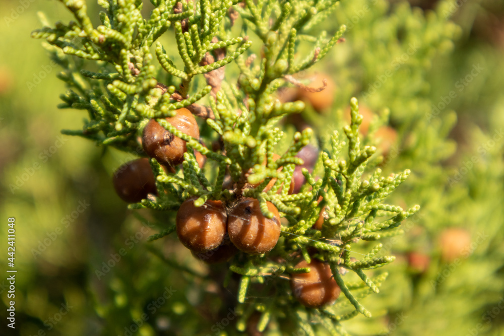 Green Juniperus excelsa with dry berries, the Greek juniper evergreen ...
