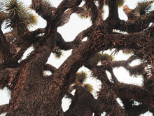 Joshua Tree Bark Closeup Free Stock Photo - Public Domain Pictures