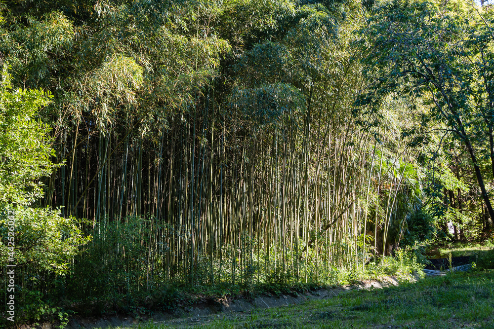 Thickets of evergreen graceful golden bamboo plants Phyllostachys ...
