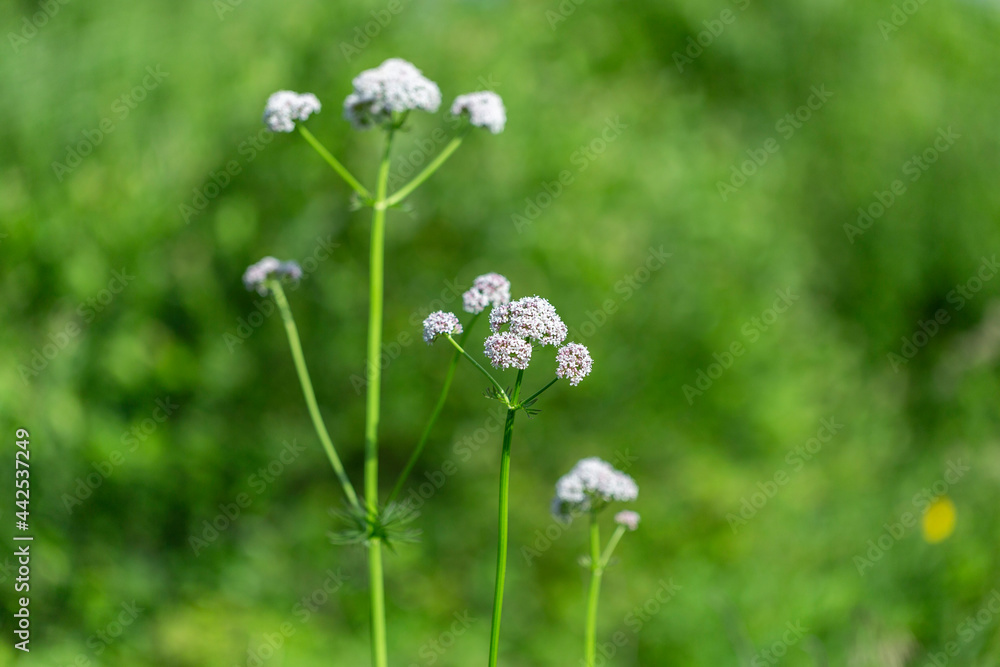 Medicinal wild plant Valeriana officinalis at the time of flowering ...
