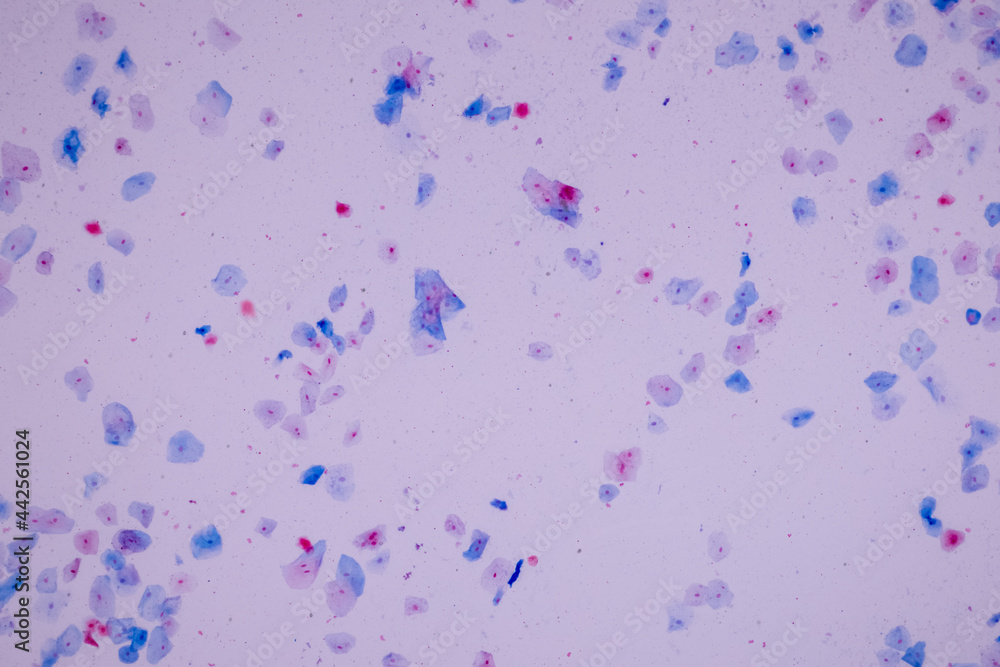 Characteristics of anatomy and Histological sample Squamous epithelial ...