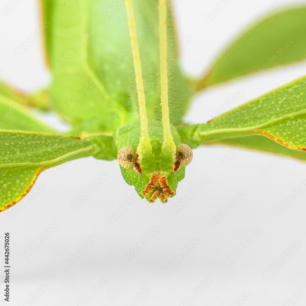 Green Leaf Mantis Mantid Mantises Mantidae Mantodea on dead autumn brown leaves in the jungles ...