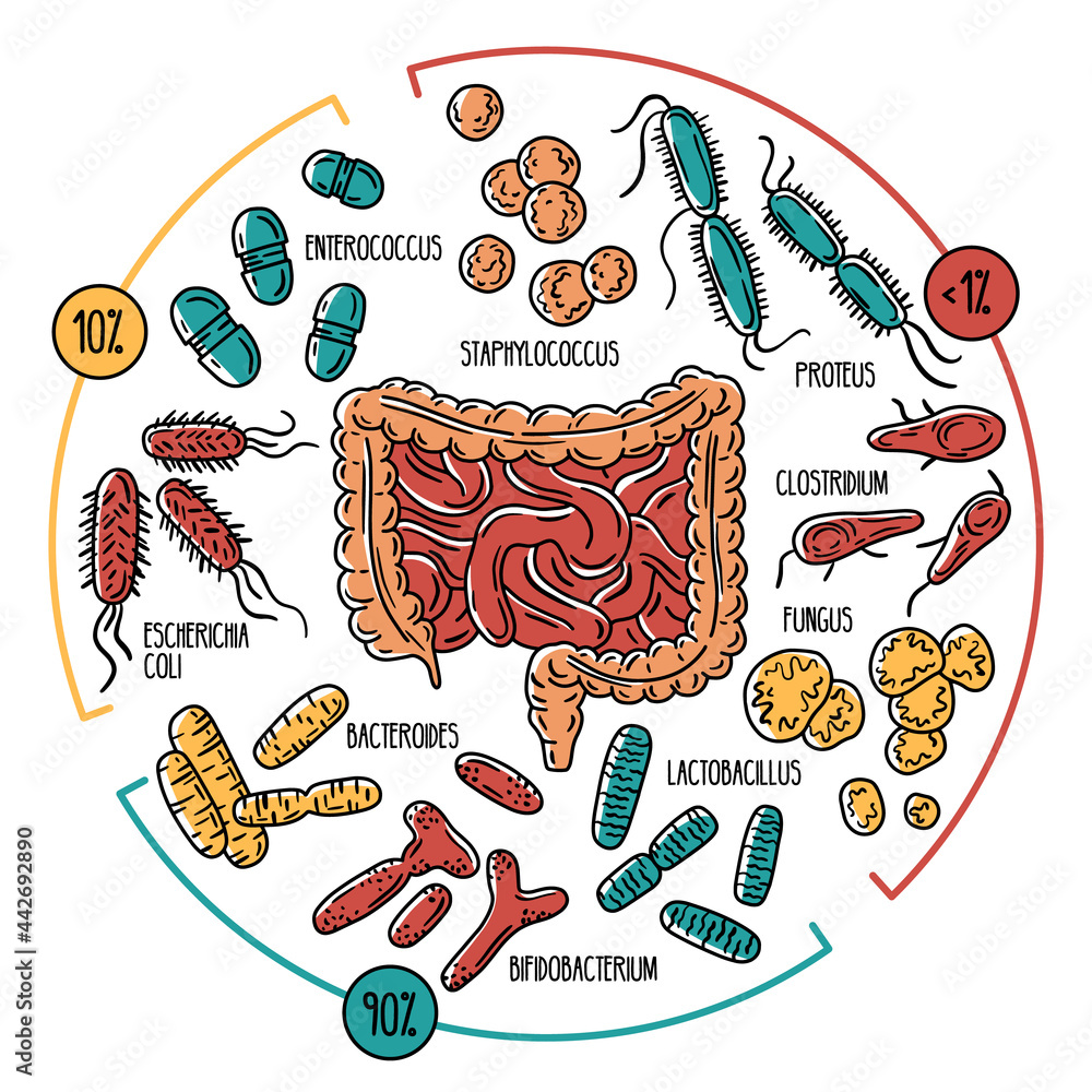 Vector infographics of the human intestinal flora. Normal ...